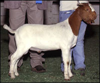 Boer – Semen Clearing House