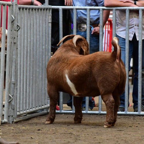 Boer – Semen Clearing House